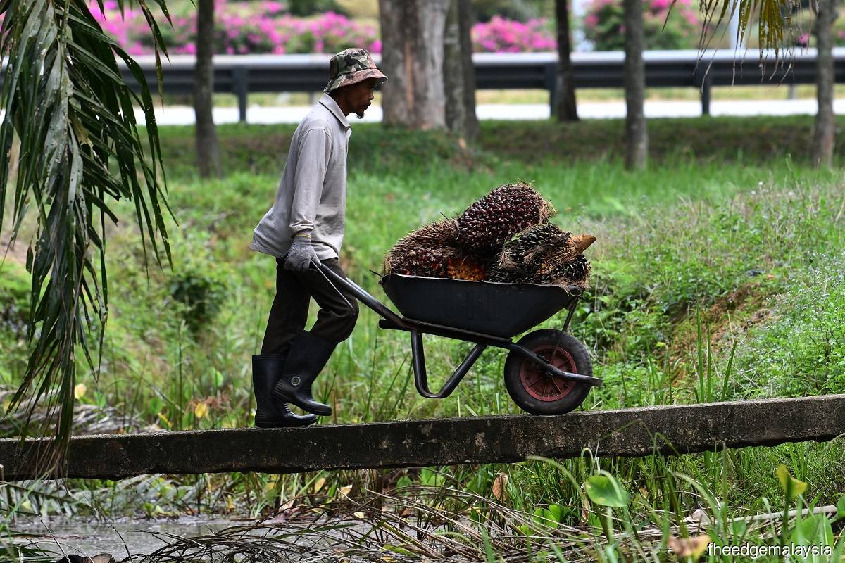 RHB IB Expects CPO Prices To Rise To RM4 000 RM4 500 A Tonne In 2024 rhb-ib-expects-cpo-prices-to-rise-to-rm4-000-rm4-500-a-tonne-in-2024